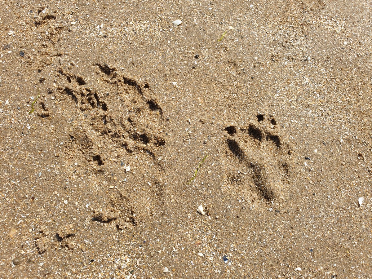 30 Days Wild 2021 – Day 4 – On the beach – Tracking – Sparrowhawk Bushcraft