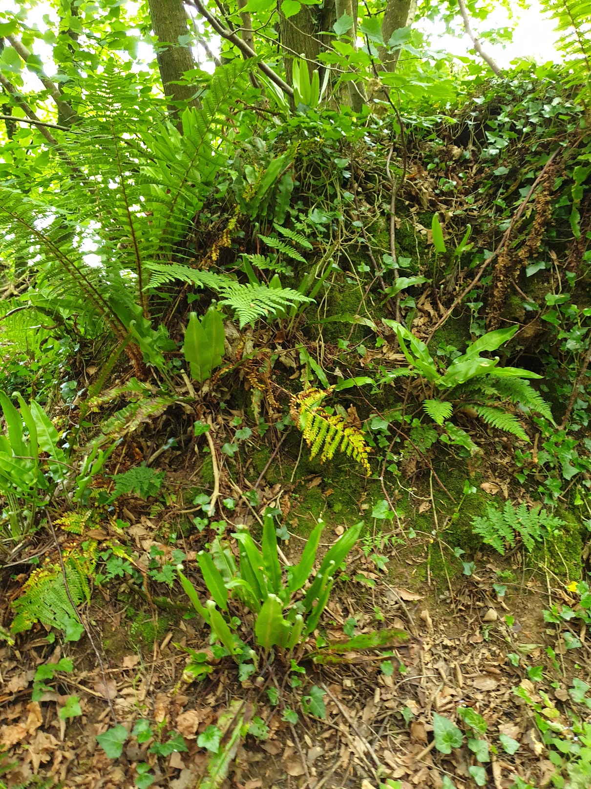 plants – Sparrowhawk Bushcraft