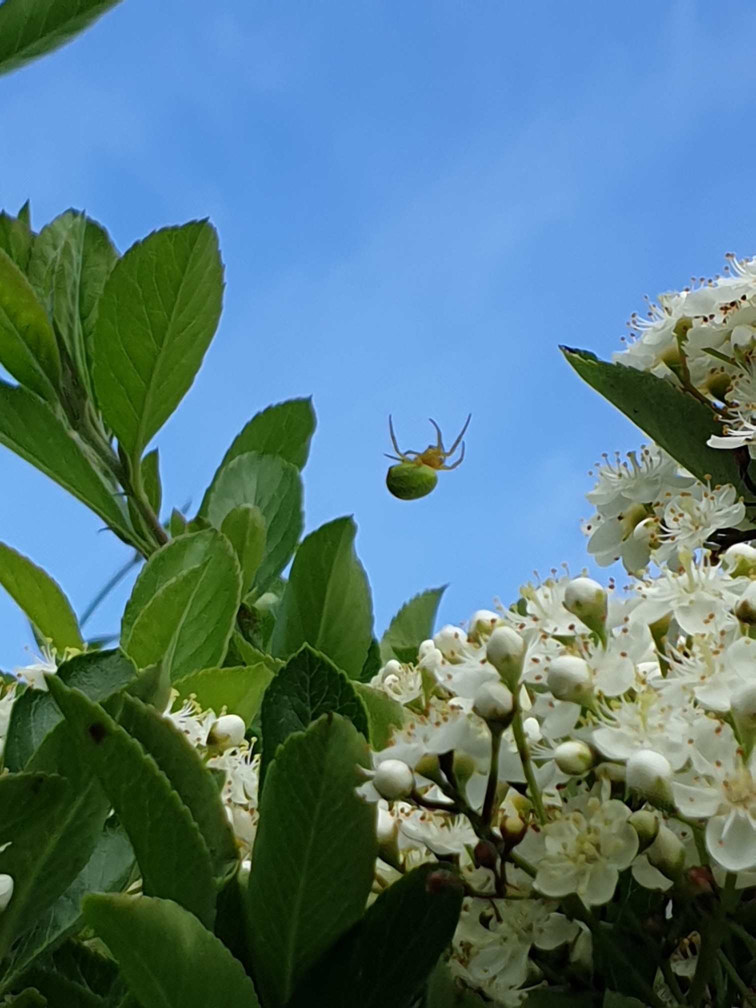 Spider – Sparrowhawk Bushcraft