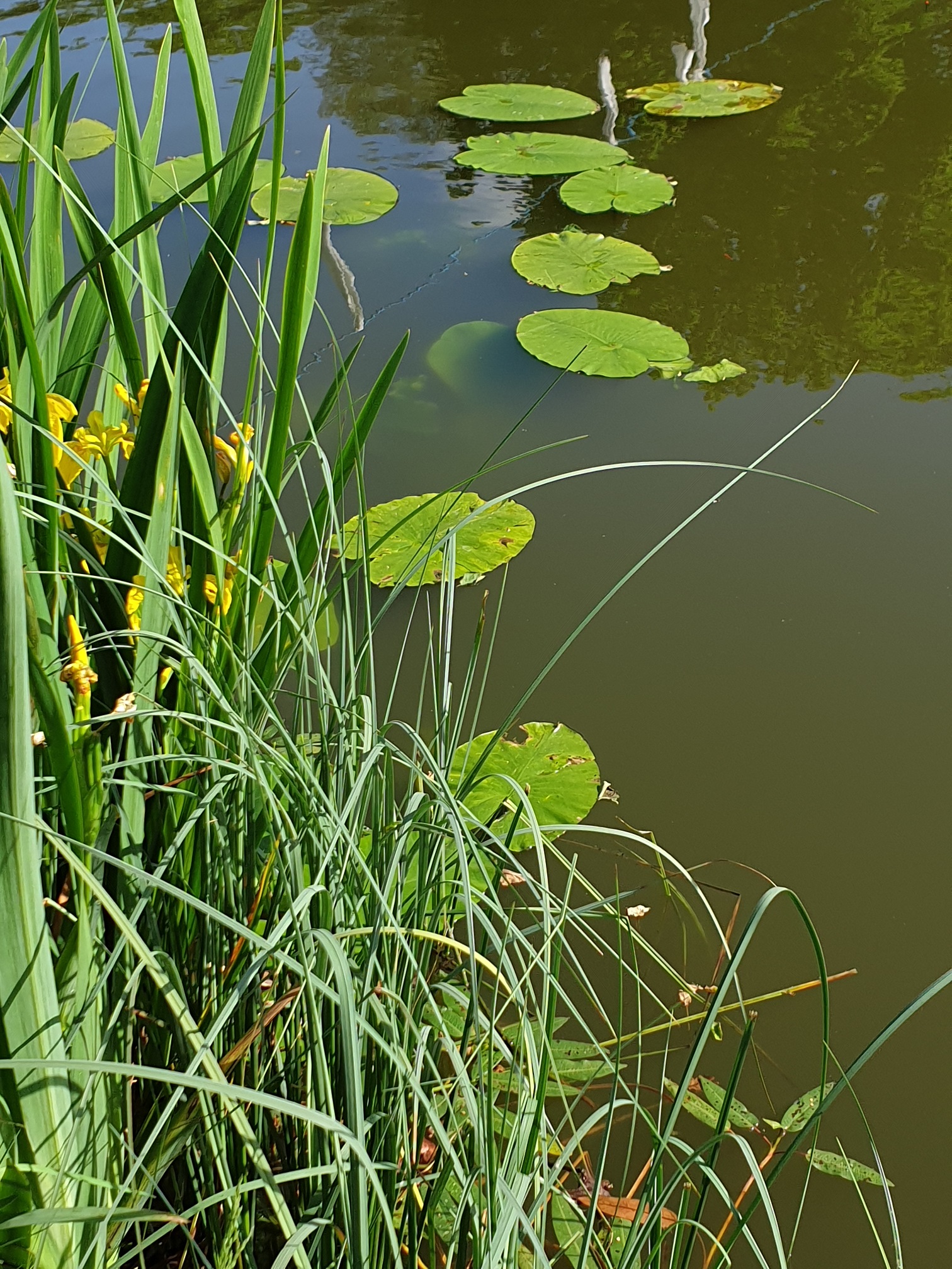 30 Days Wild 2021 – Day 7 – Nature Walking – Ponds/Lakes – Sparrowhawk ...