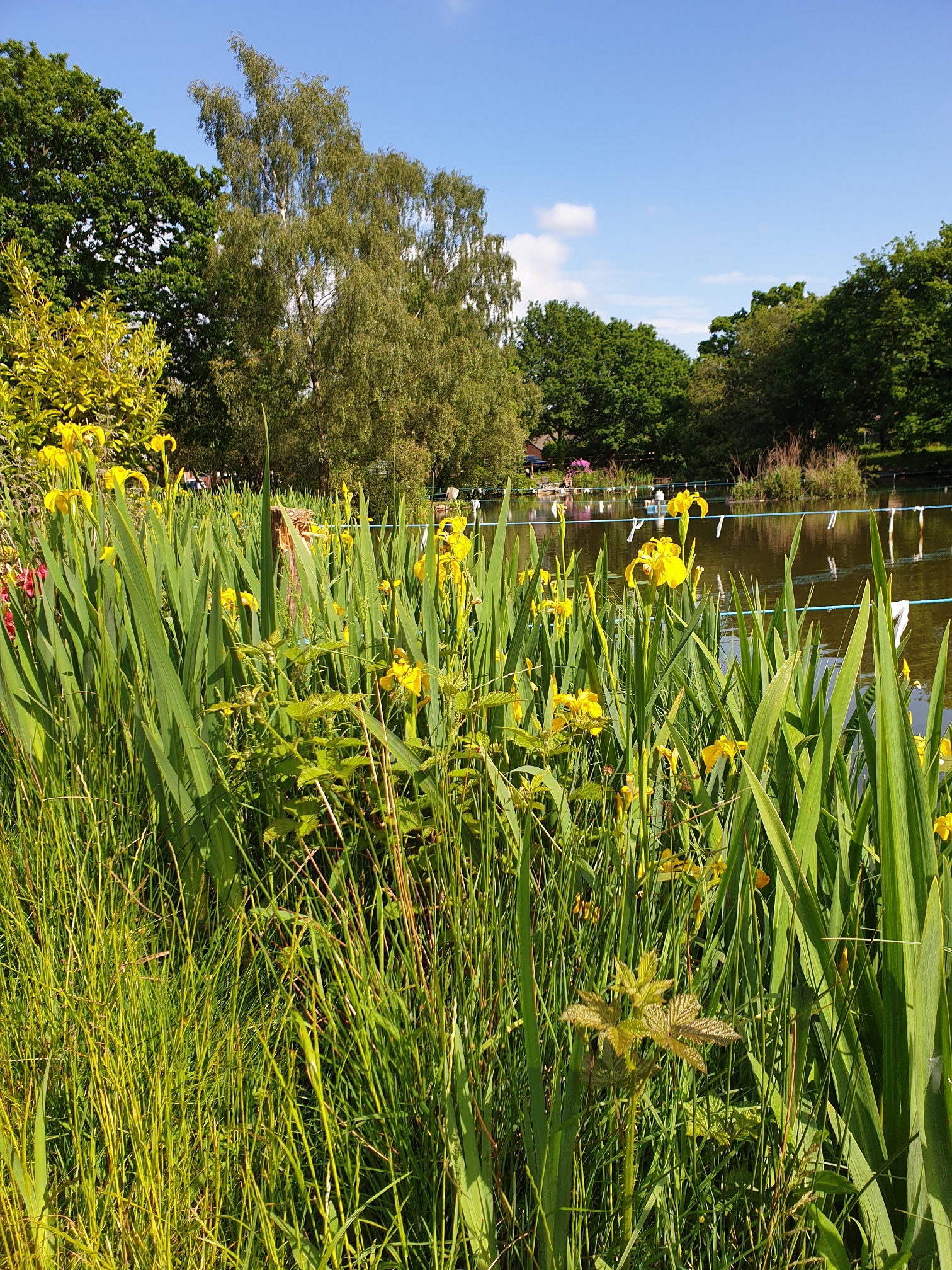 30 Days Wild 2021 – Day 9 – Ponds/Lakes – Water Iris – Sparrowhawk ...
