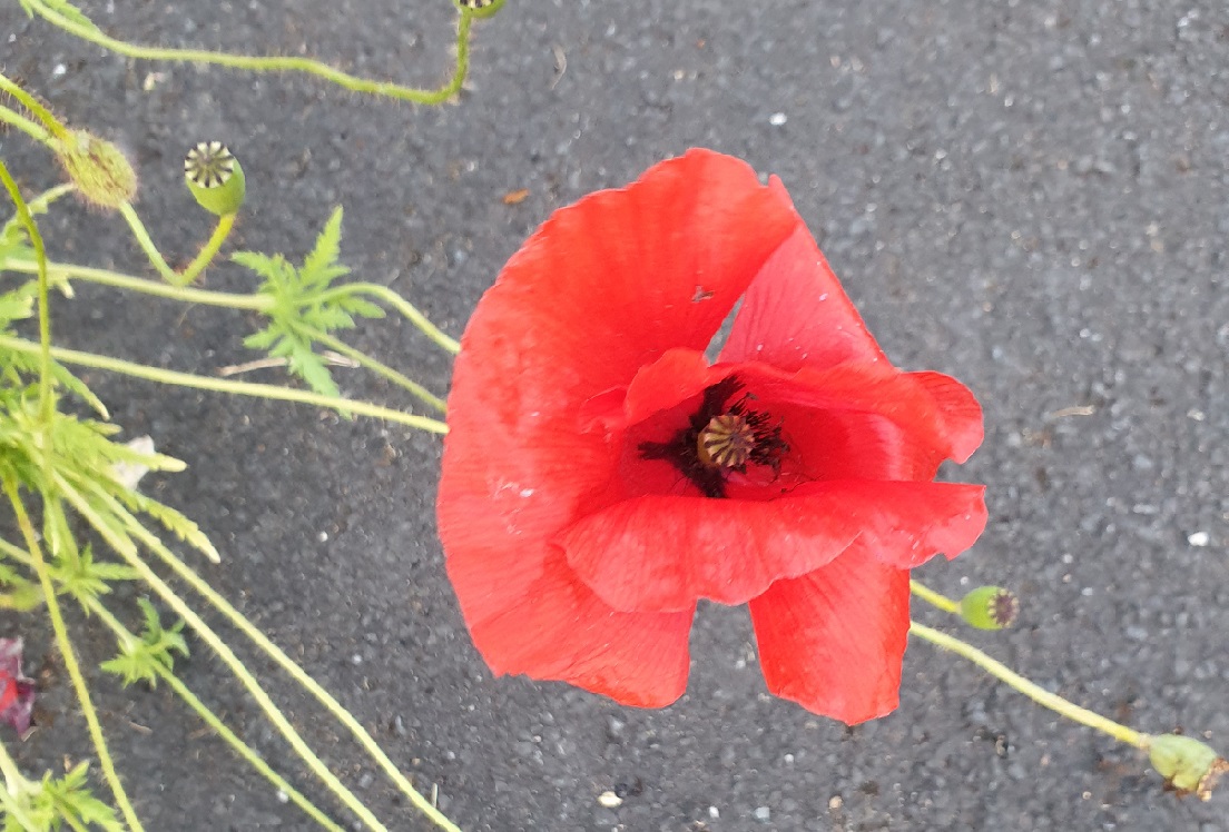 30 Days Wild 2021 – Day 26 – Nature Walk – Poppy – Sparrowhawk Bushcraft