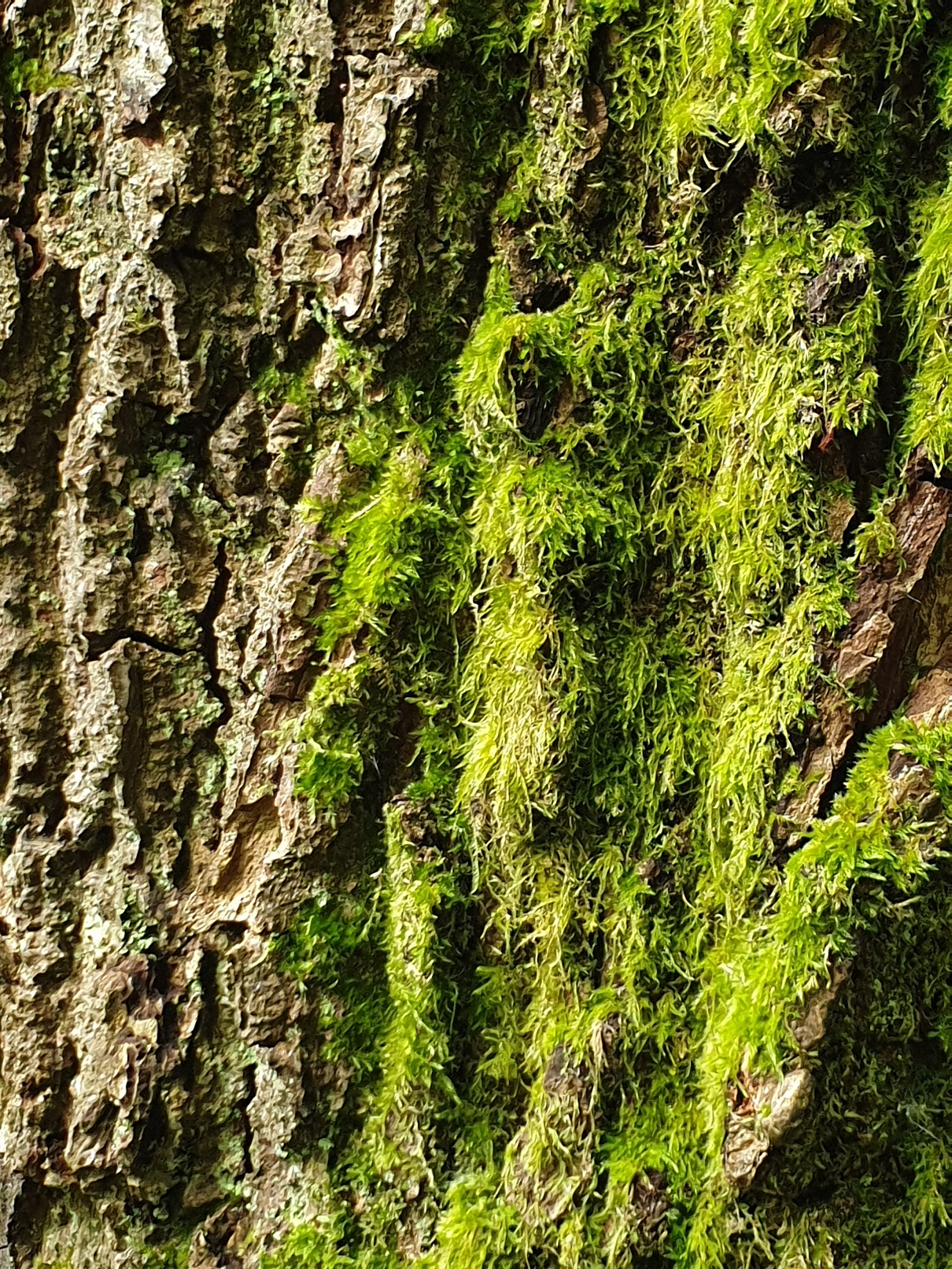 30 Days Wild 2021 – Day 23 – Nature Walk – Tree Moss – Sparrowhawk ...